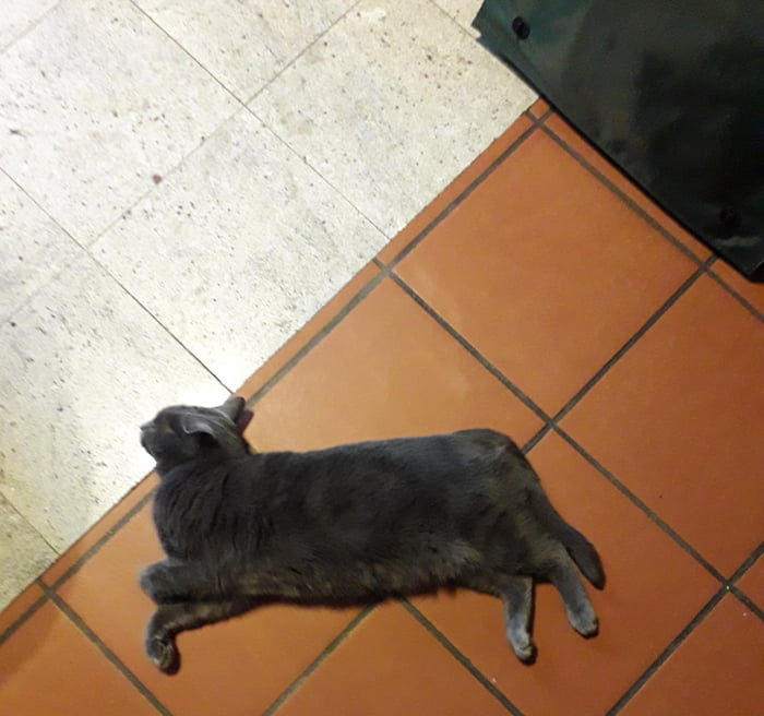 Rectangular cat - 9GAG