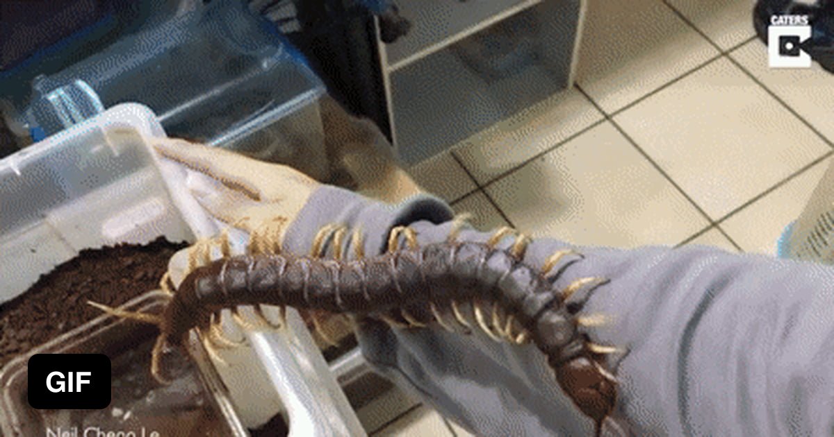 (bug warning) ciempiés the dammed brother to the giant but gentle ...