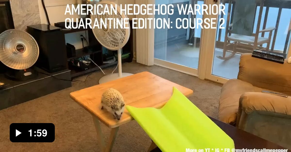 Athletic Hedgehog Pepper makes quick work of her second obstacle course ...