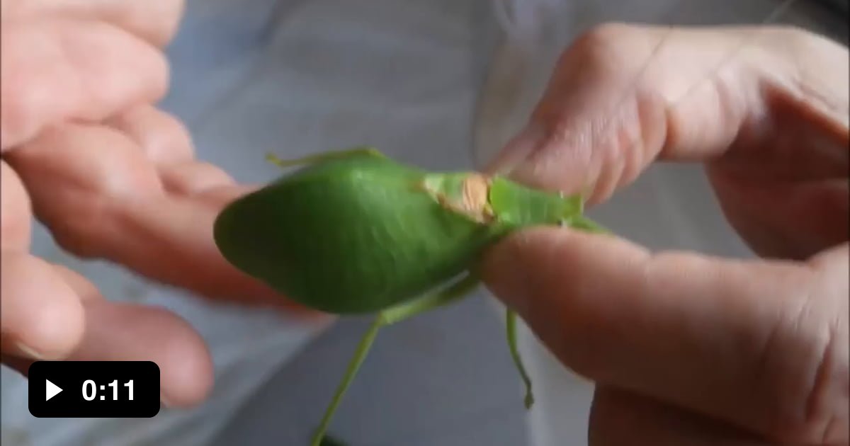 Sound Of A Leaf Bug 9GAG