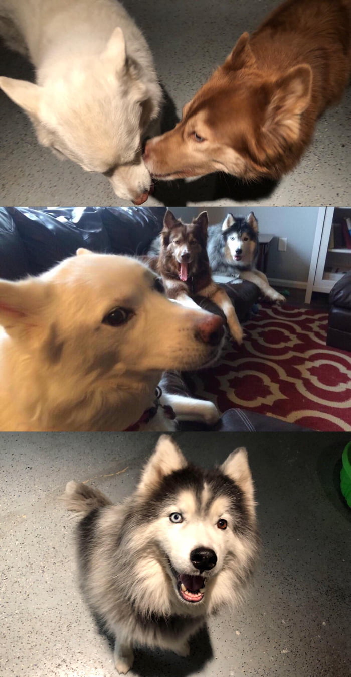 They are very good pups! - 9GAG