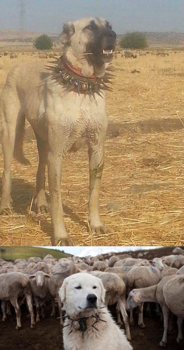 Holy Knights of the Shepard Kings, protectors of the defenseless, the ...