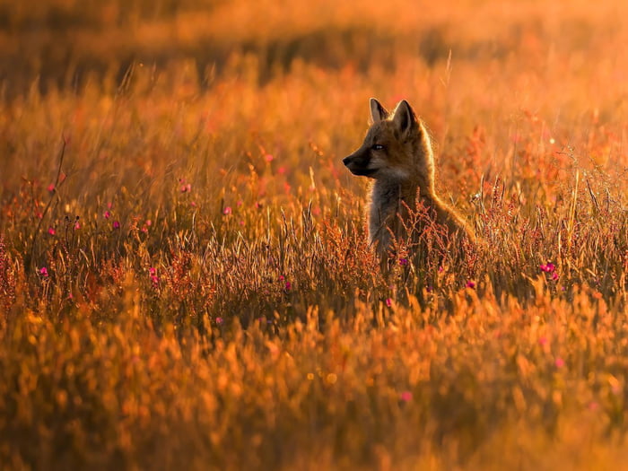 A fox kit enjoying the sunset - 9GAG
