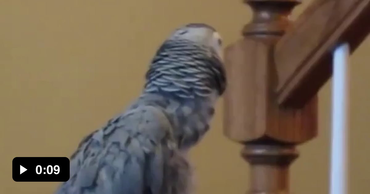 Parrot sings the SpongeBob SquarePants theme song. - 9GAG
