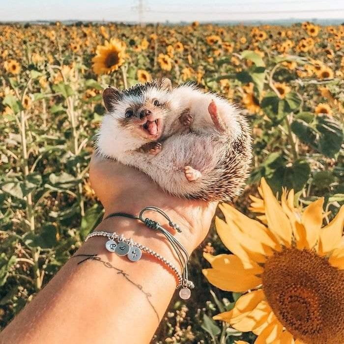 Viewer discretion is advised: too cute - 9GAG