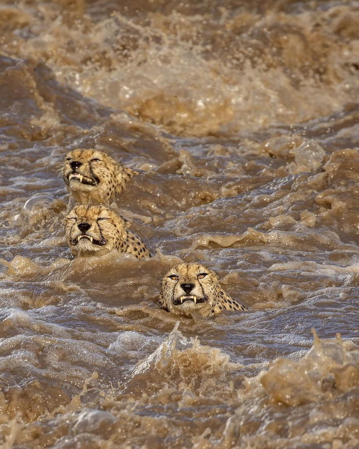 Cheetahs swimming out of a flooded river - 9GAG