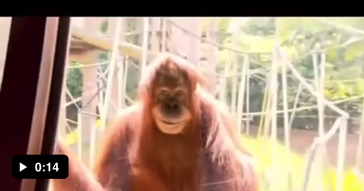 Monkey plotting - 9GAG