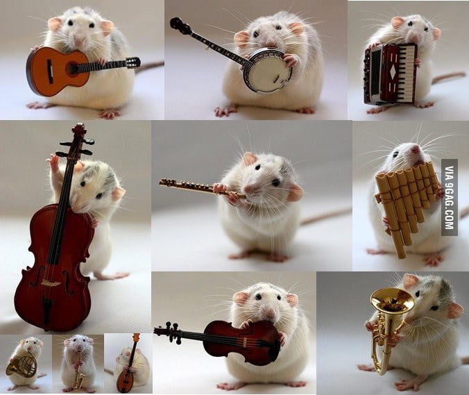 TALENTED MICE!!! - 9GAG