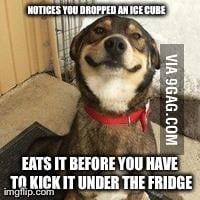 Good Guy Dog - 9GAG