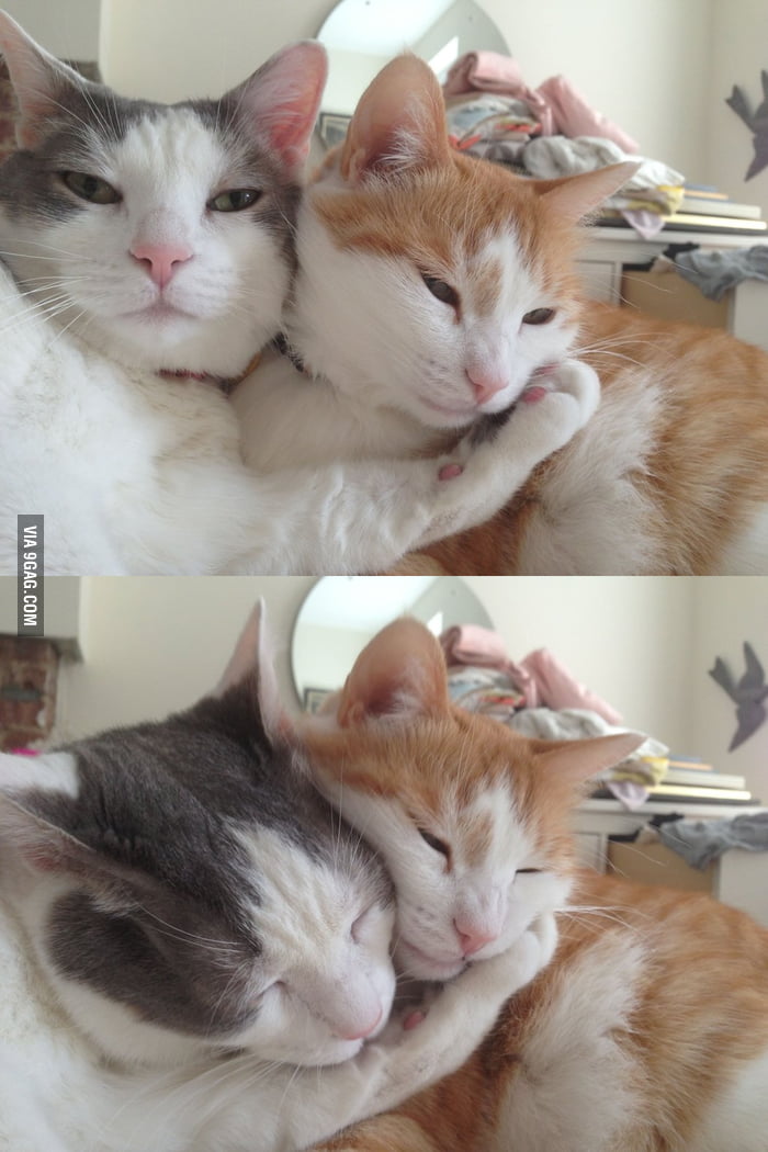 No Joke. I said, "You guys, seriously. Just be cute for once and let me ...