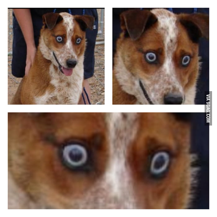 Browsing through Petfinder... And I find war flashback dog - 9GAG