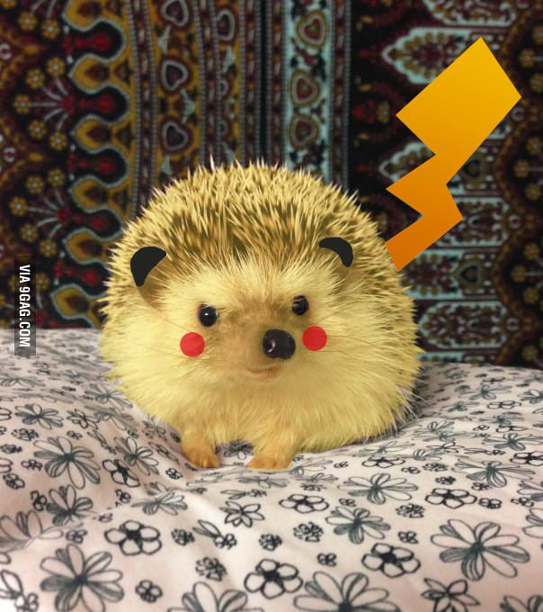 Meet Eugene the hedgehog... Oh wait I mean PIKACHU - 9GAG