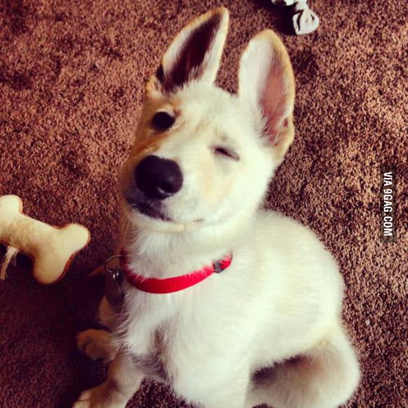 A Classy Pup - 9GAG
