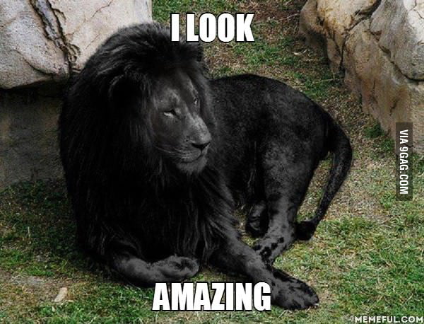 Good lion - 9GAG