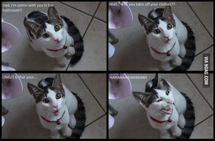 Yep, that's my cat.. - 9GAG