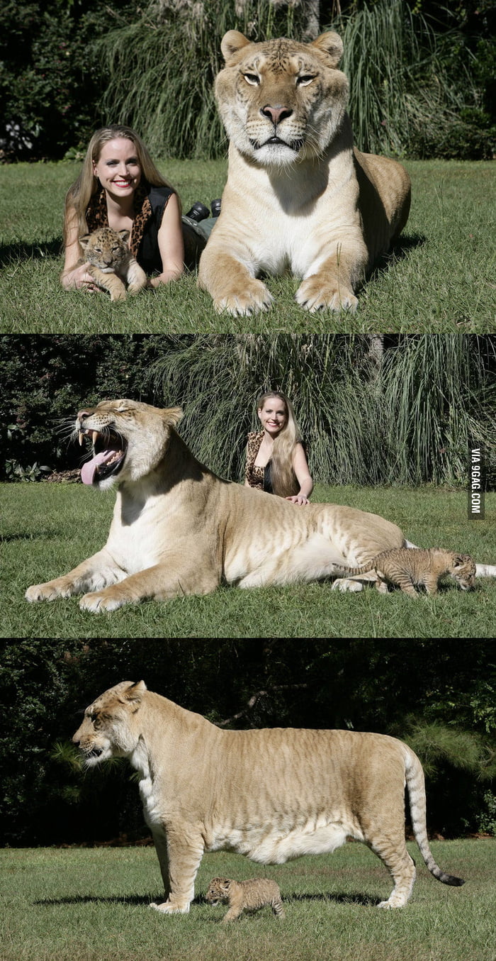 World's Largest Liger - 9GAG