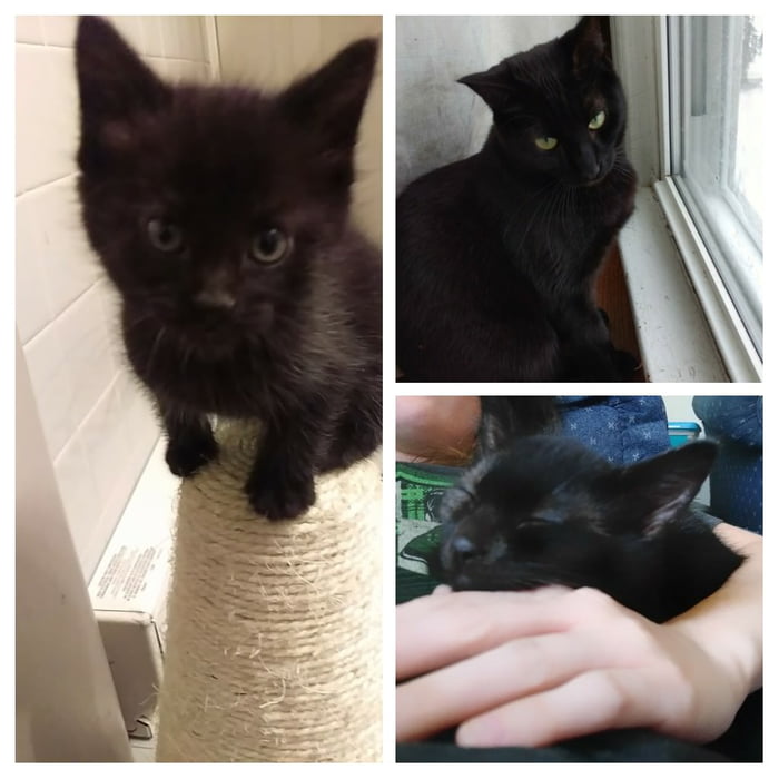 From the day he came to me as a tiny foster kitten, to the day he ...