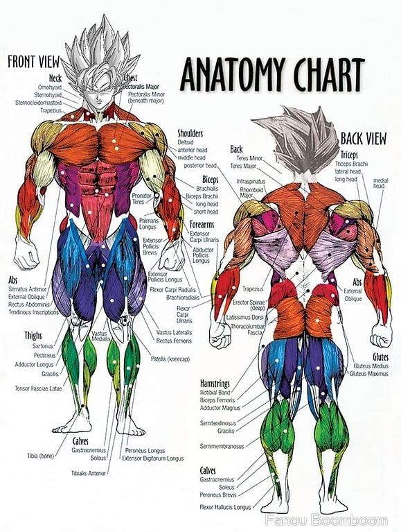 Goku's Anatomy - 9GAG