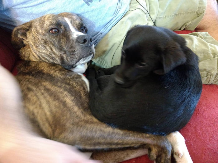 He's so offended that the puppy wants to cuddle. - 9GAG