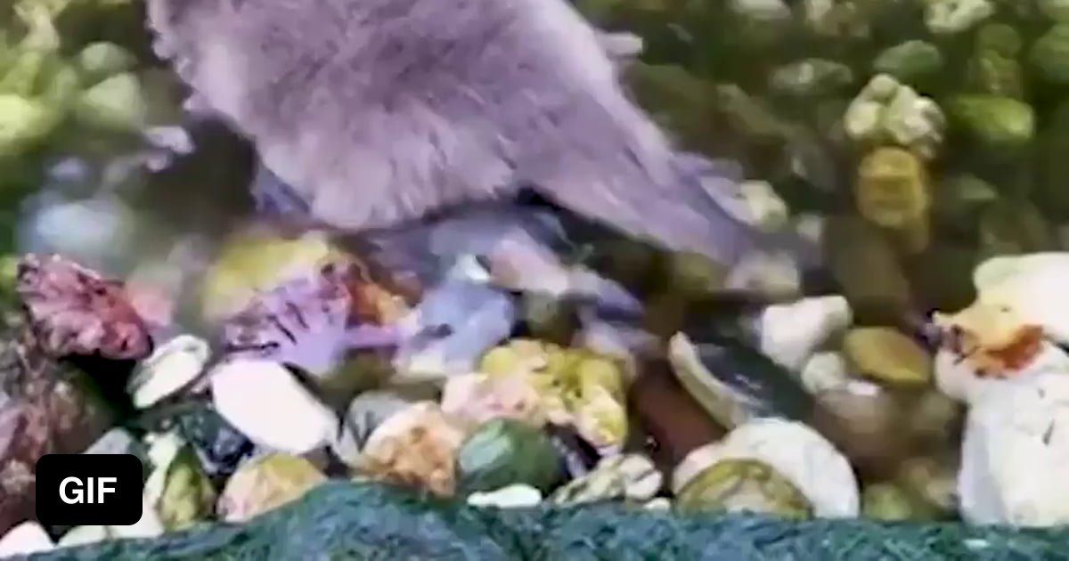 A wild river pupper has appeared - 9GAG