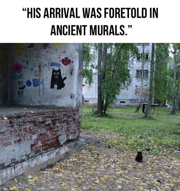 Cat of prophecy - 9GAG