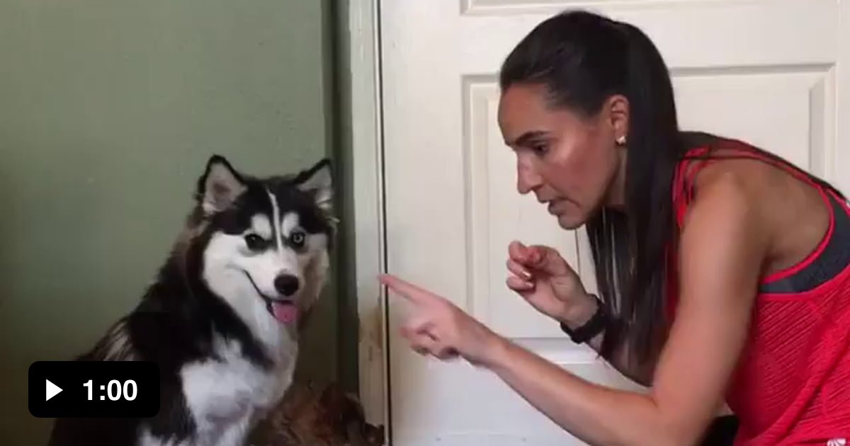 Doggo helps hooman train puppy to sit - 9GAG