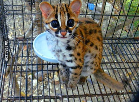 Cheryl Tunt Ocelot