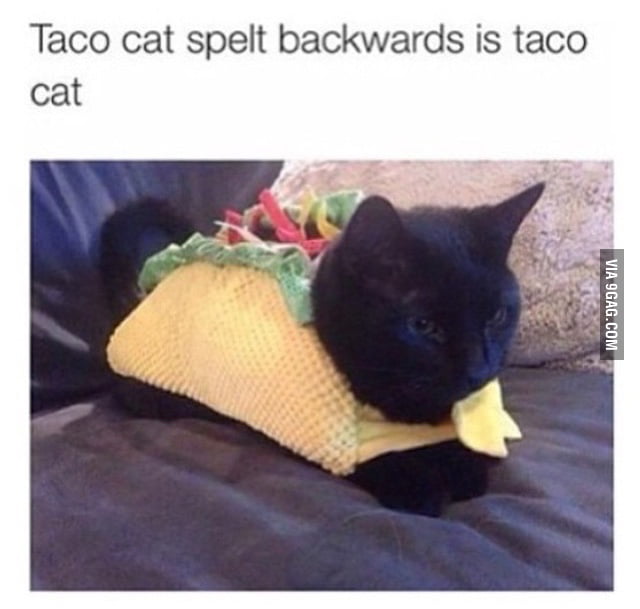 Too bad this is nacho cat - 9GAG
