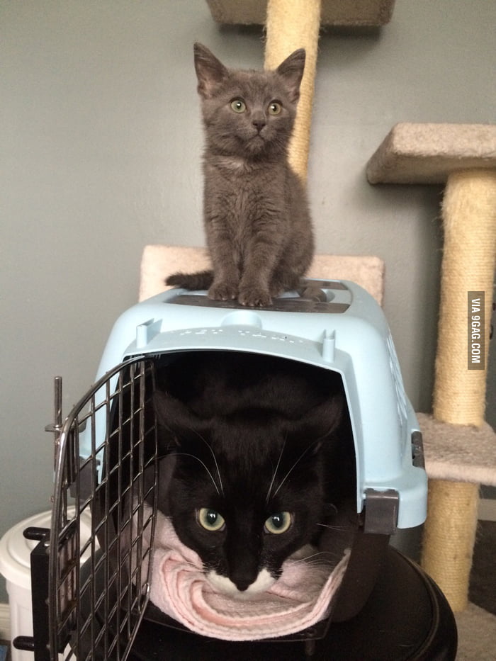 Our cat wasn't too fond of our foster kitten but he loved the box she ...