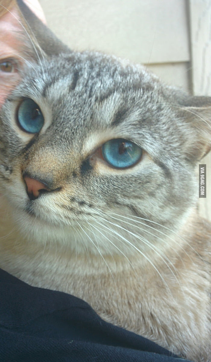 Strikingly blue eyes - 9GAG