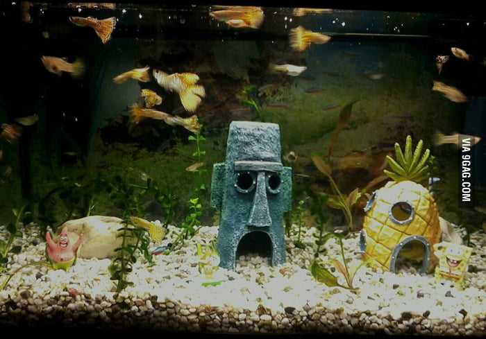 What do you guys think of my new aquarium? - 9GAG