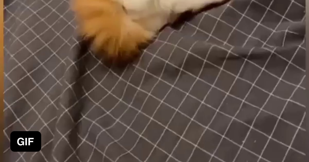 Smol n floof - 9GAG