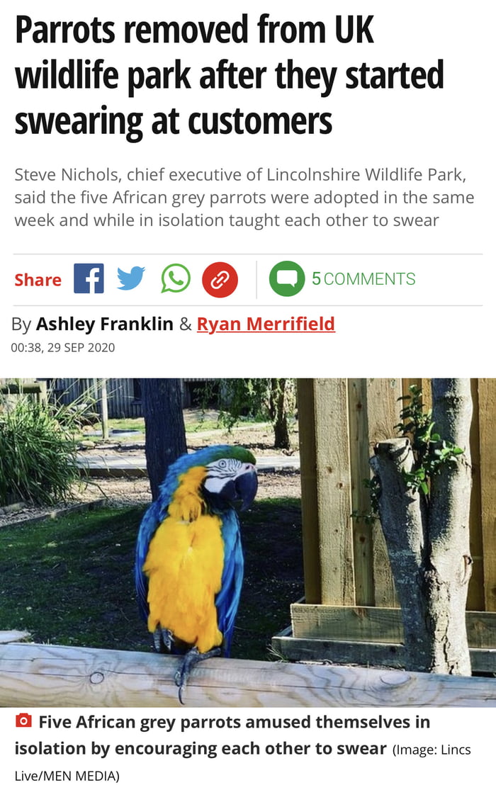 Parrots that learned to swear when put in isolation together start ...