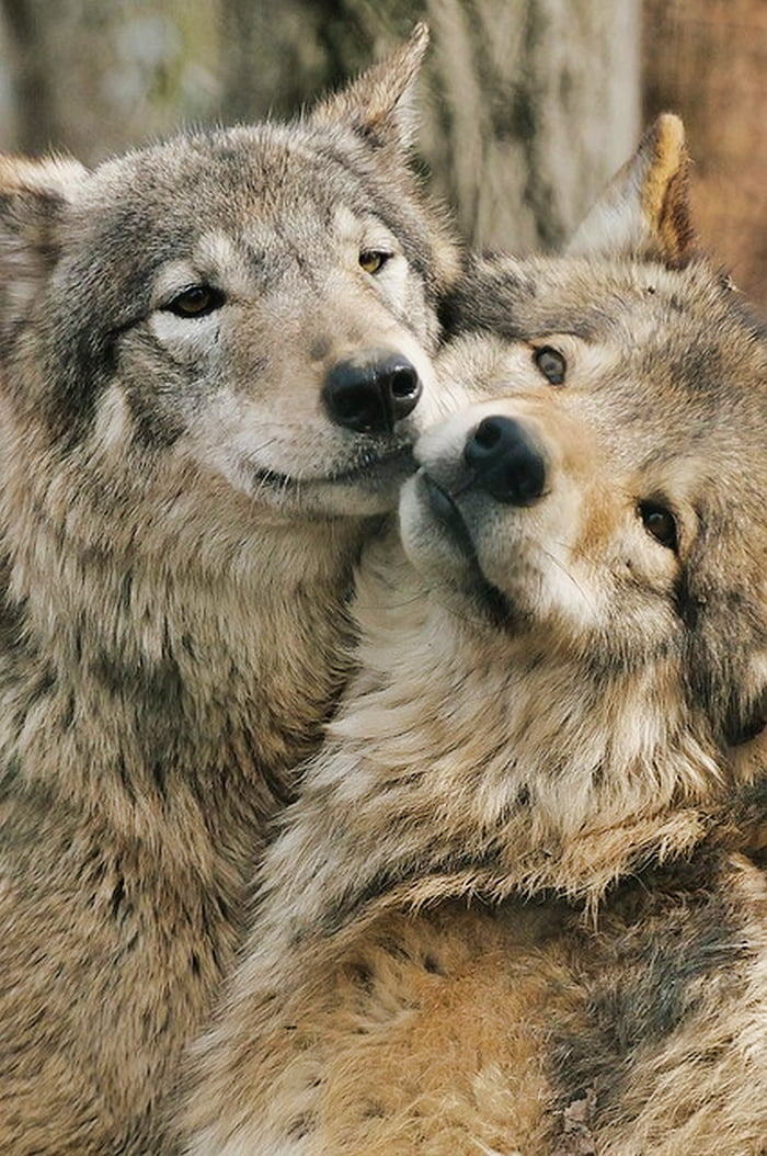 Сute wolves - 9GAG