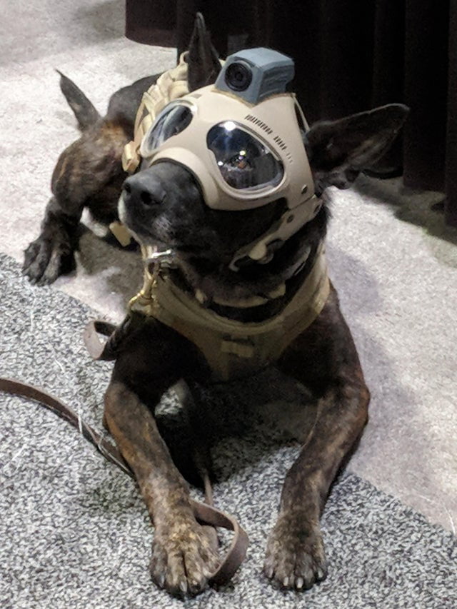 Tactical Doge, Elite General of the Good Boi Battalion - 9GAG