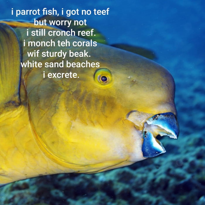 The Parrot Fish - 9GAG