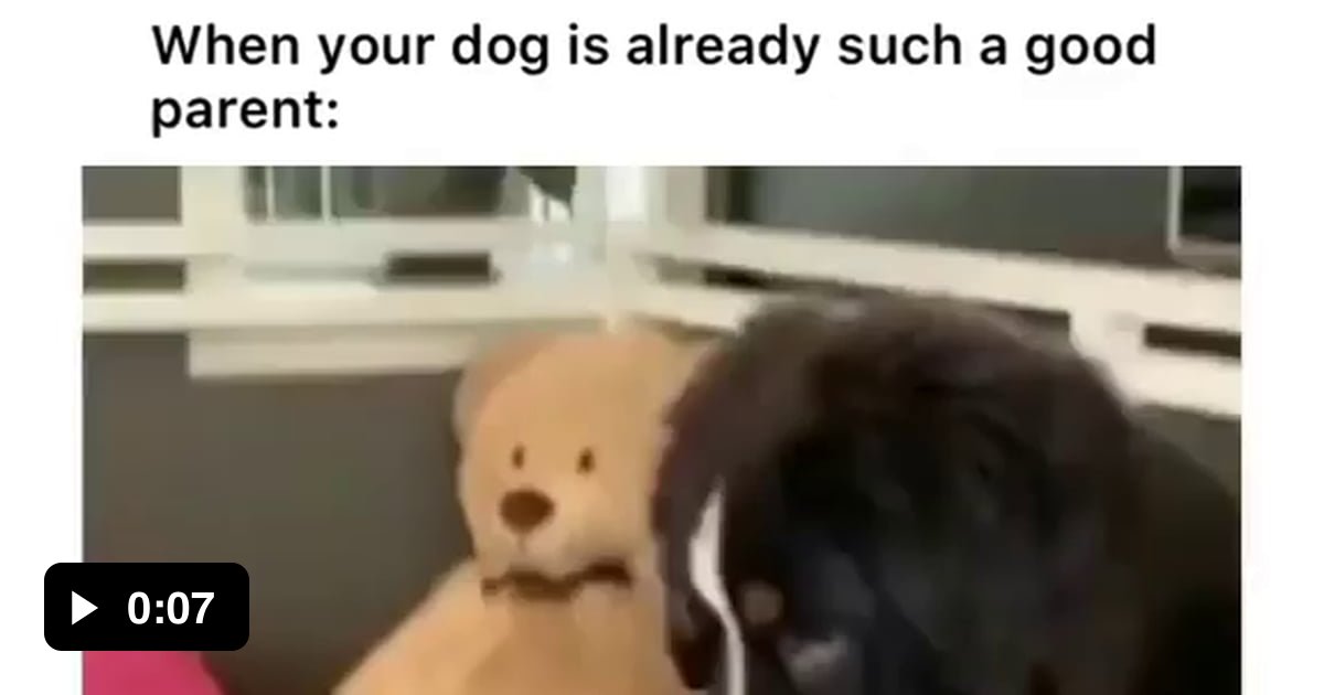 Such a lovely doggo. - 9GAG