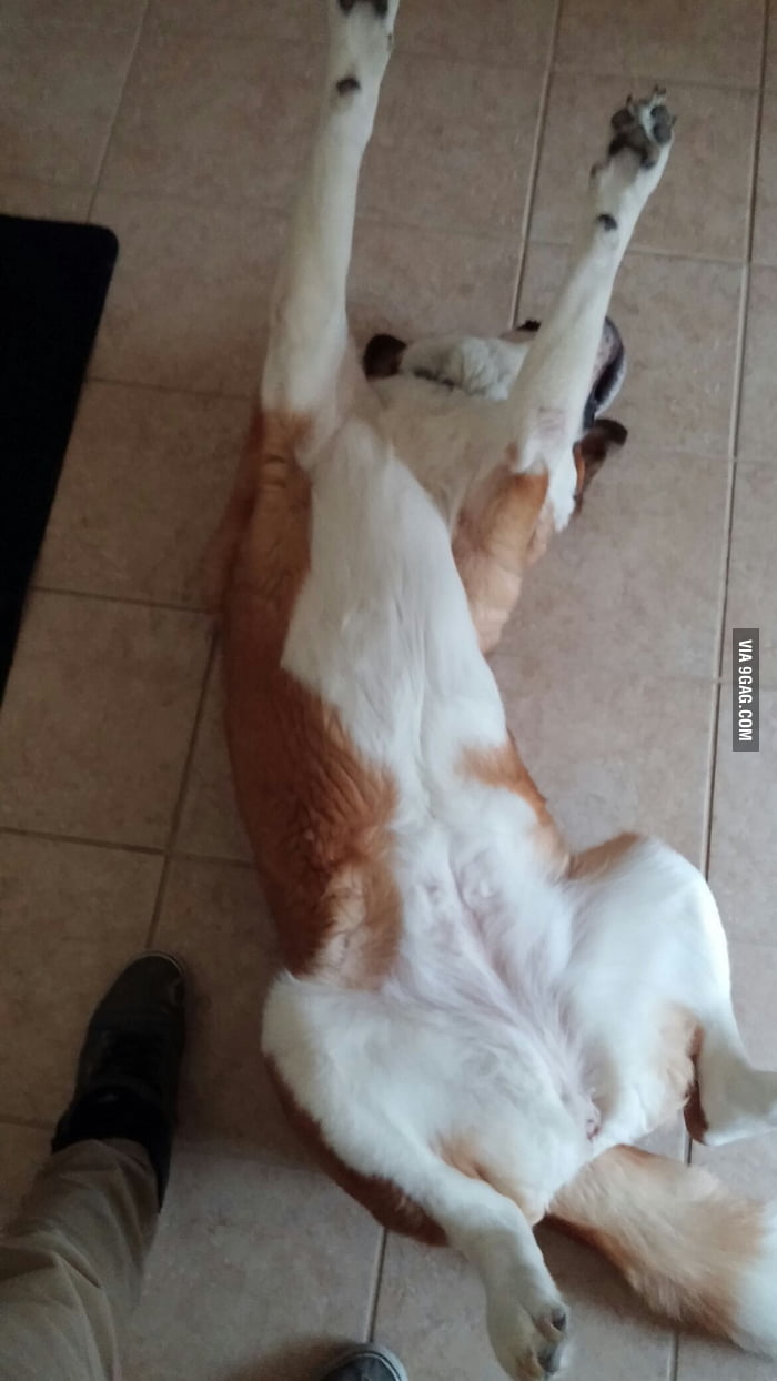 My Saint Bernard cuteness level:Rub my belly(Foot for scale) - 9GAG