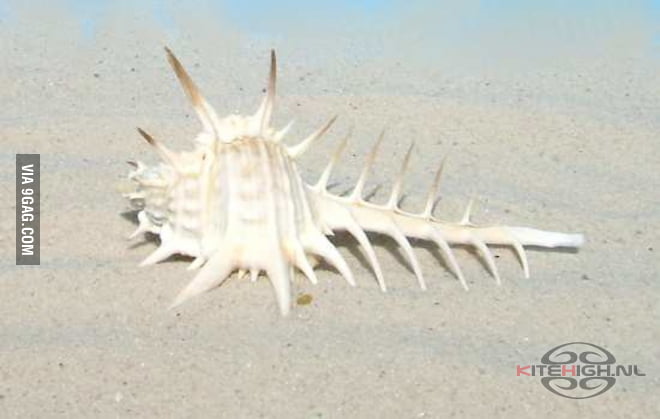 Legos aren't the worst thing to step on. Nicknamed "Asshole shell" by ...