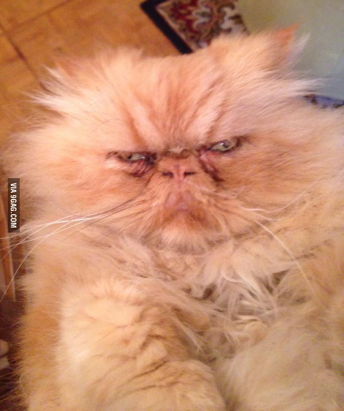 My cat looks really happy isn't it? - 9GAG