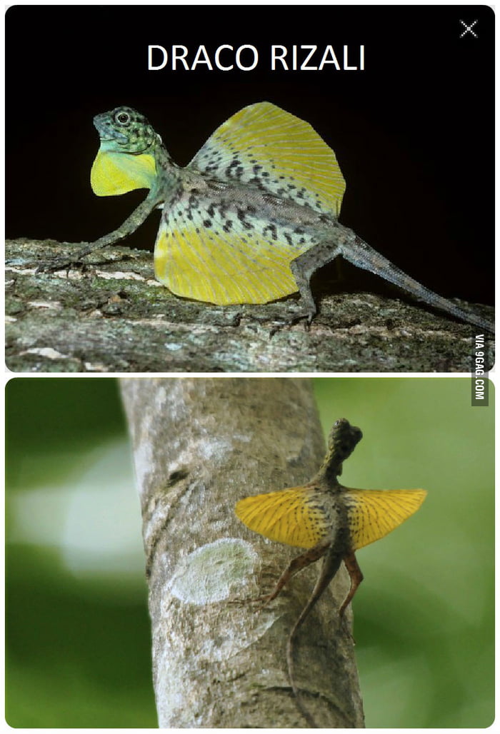 TO THE GUY WHO POSTED FICTIONAL DRAGONS AND A KOMODO DRAGON... I GIVE ...