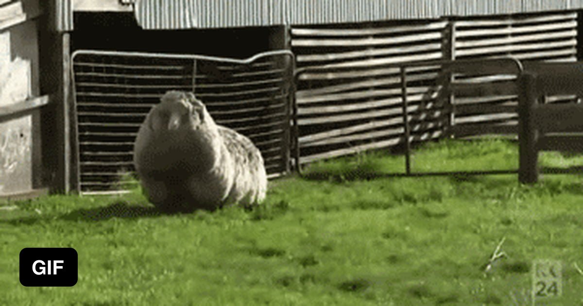 World's wooliest sheep; Pulling the wool over a farmer's eyes for 6 ...