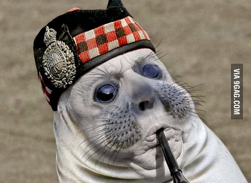 Googled: "Is awkward seal photoshopped?"...Was not dissapointed. - 9GAG