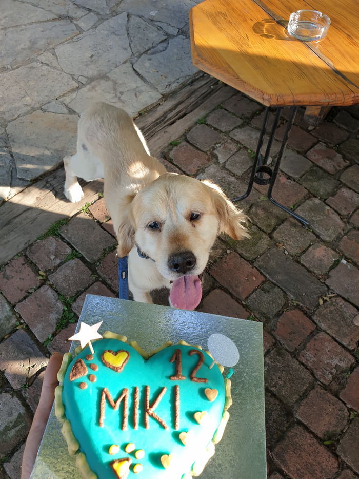 Meet Miki, 12 years old :) - 9GAG