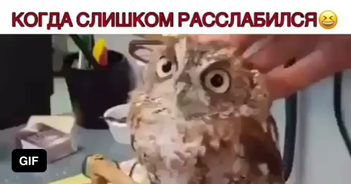 Derp Owl getting scratched - 9GAG