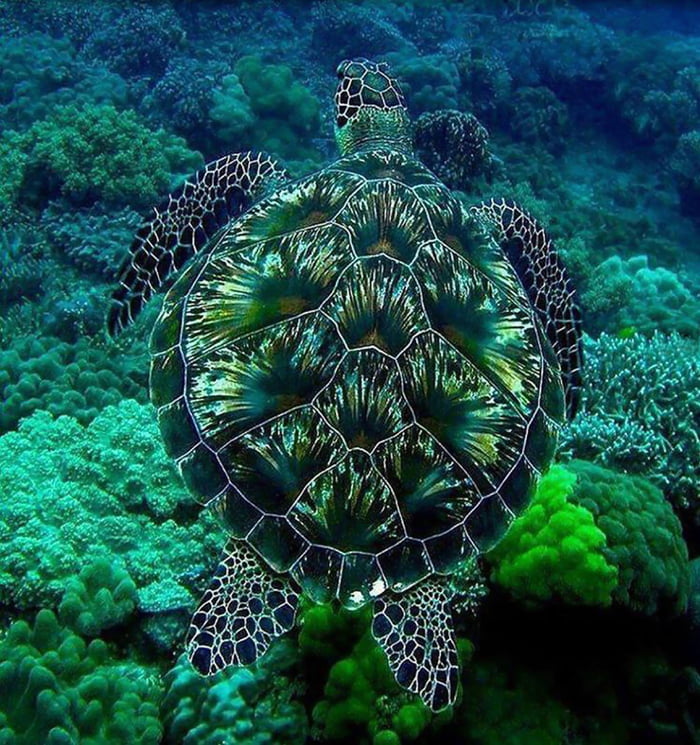 This turtle's shell pattern. - 9GAG