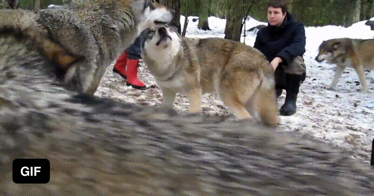 These wolves - 9GAG