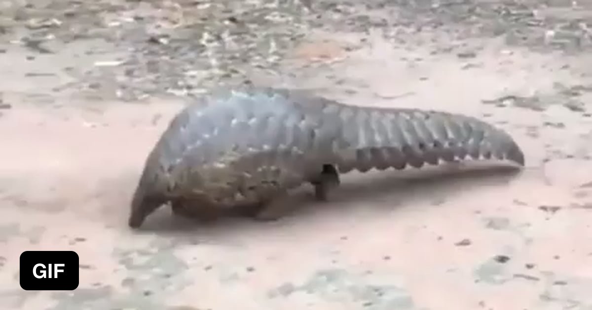 Didn’t know that Pangolins walk on two legs - 9GAG