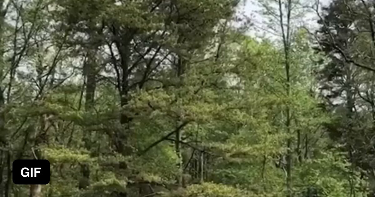 Pollen falling from trees - 9GAG