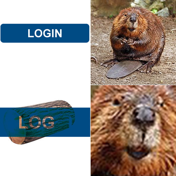 Beaver loves a good lög - 9GAG